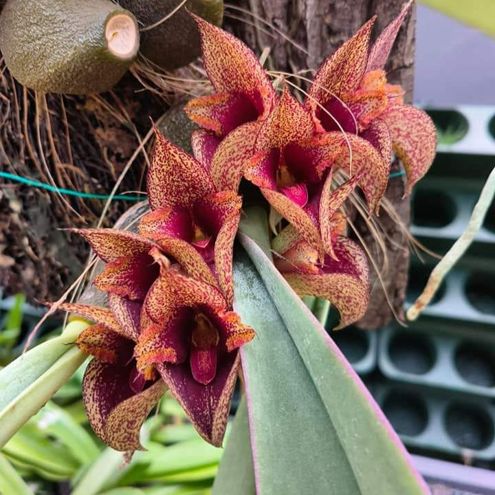 Shop | Julius Ng's Orchids 2/7