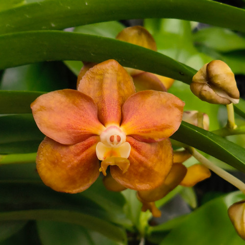 Vanda National Neuroscience Institute | website