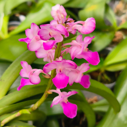 Rhynchostylis coelestis 'pink' | website
