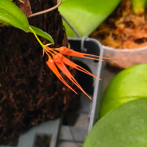 Bulbophyllum sridithii | website