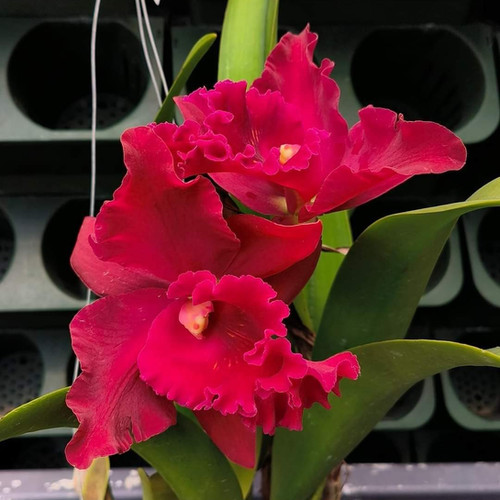 Rlc. Hey Song | website