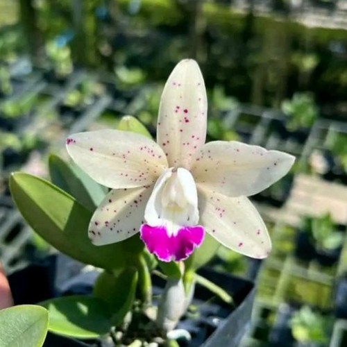 Cattleya Jairak Cute | website