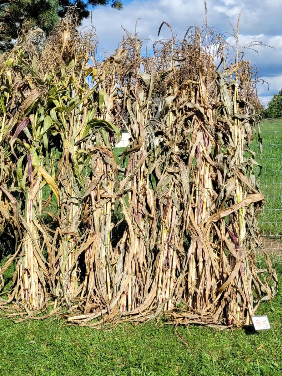 Corn Stalk Bundles | My Site