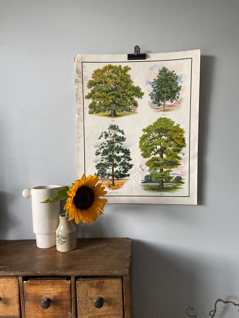 Vintage Educational Poster - Trees | Saltmill Vintage