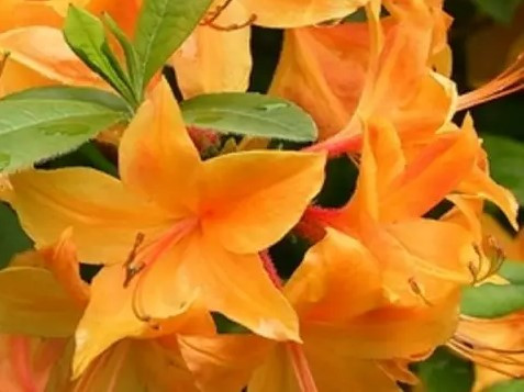 AZALEE mollis Apricot Surprise | Nature & pepiniere