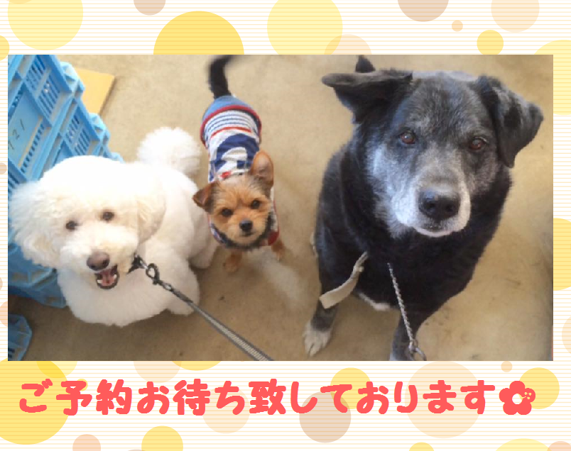 Bonjourについて | dog-salon-bonjour
