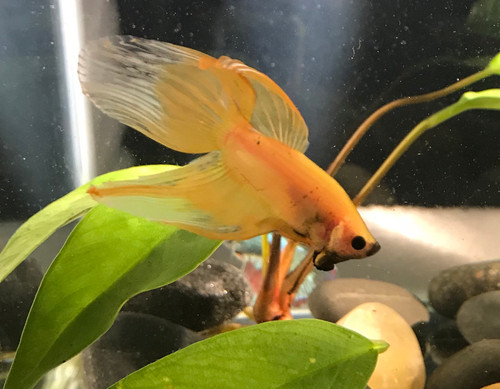 Male Lemon Betta Veil Tail | Grumpy Tropical Fish