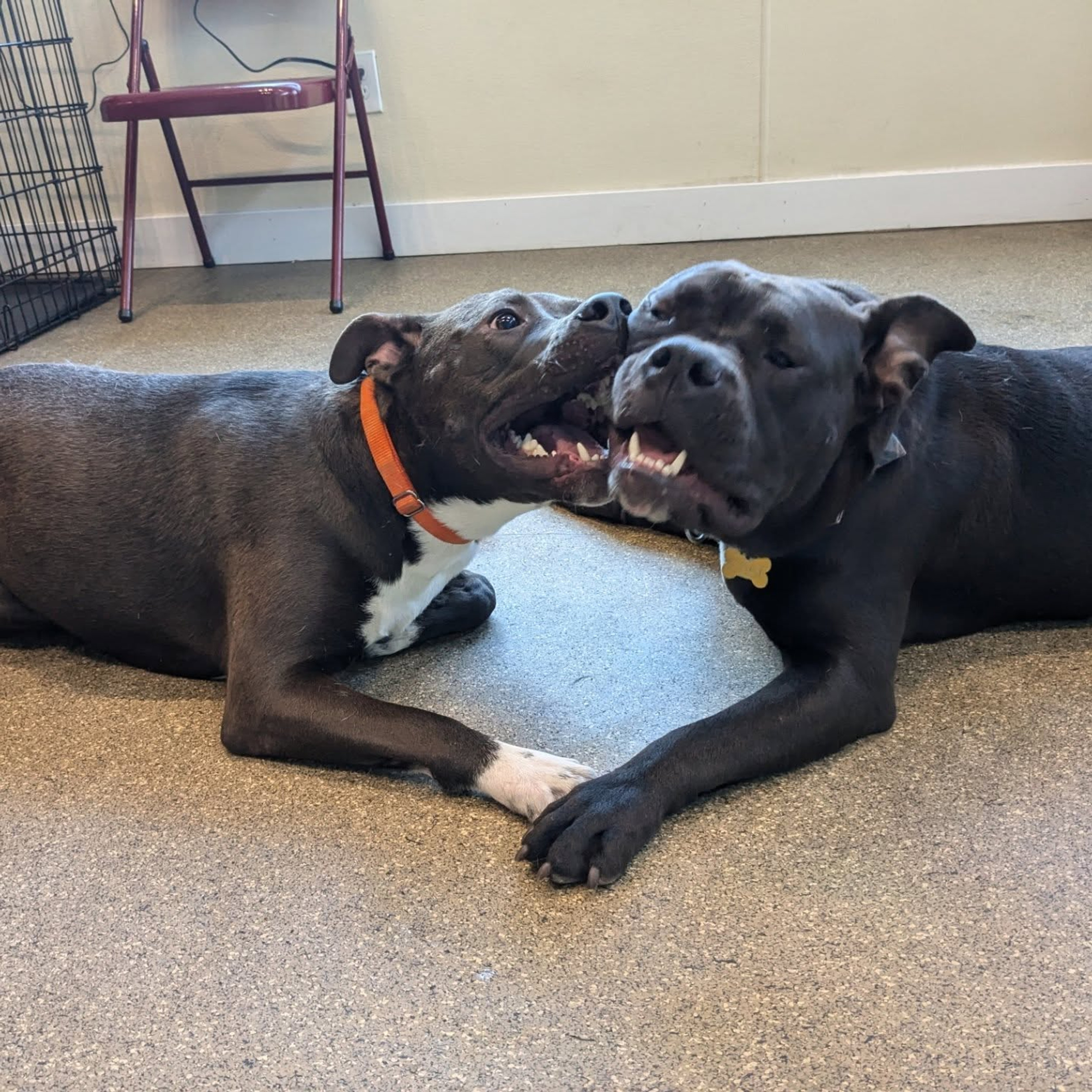 Dog Training: Group Classes vs. One-on-One—Which Is Best?