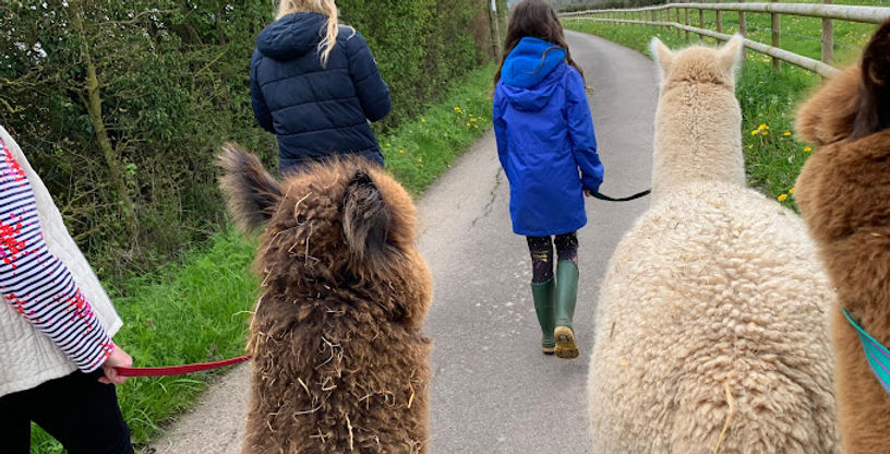 Discover Alpaca Walks in Wiltshire | Bond with Adorable Alpacas at ...