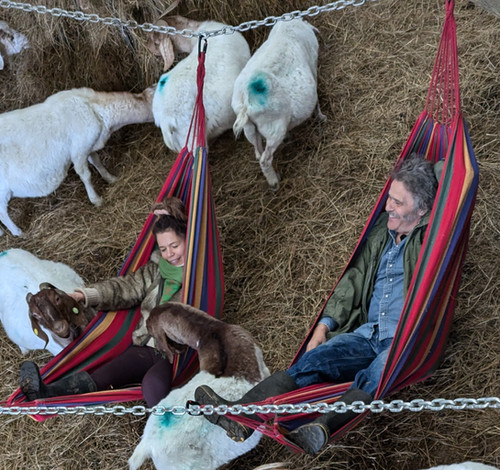 Goat Hang Out Voucher: Private Groups | cronkshaw-fold-farm