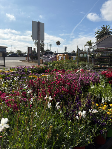 All Products | Vazquez Nursery