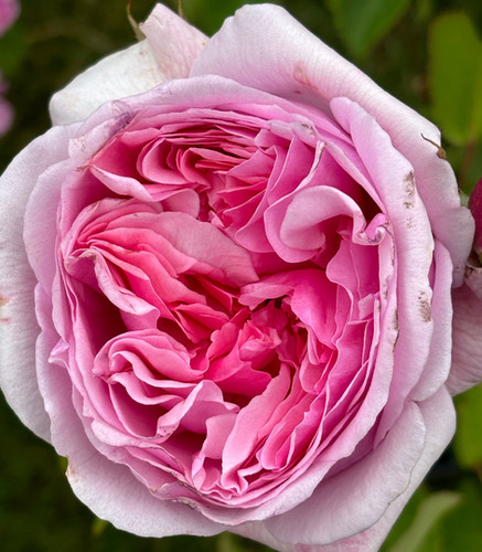 Pretty Jessica | Cottage Memories | Gorefield