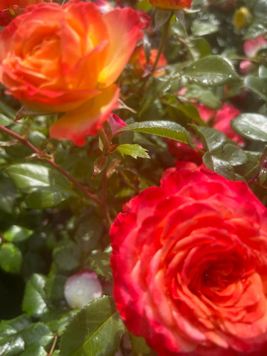 Meteor® (Rose of the Year 2024) | Cottage Memories