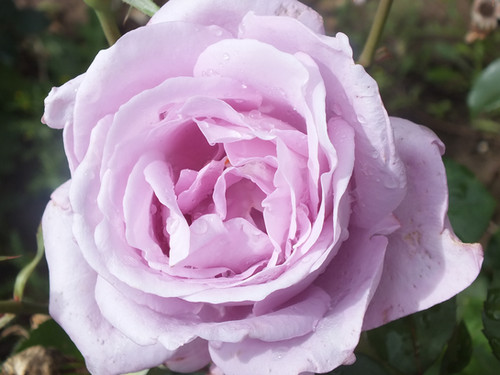 Blue Moon (Climbing) | Cottage Memories | Gorefield