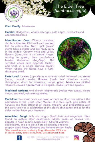 Everything Elder Tree! | Herbal Homestead