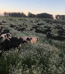 Wilandra Farms Organic Dairy Farmer & Supplier | Organic Milk Victoria