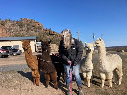 Alpaca Walks | Smith Rock Trl Rides