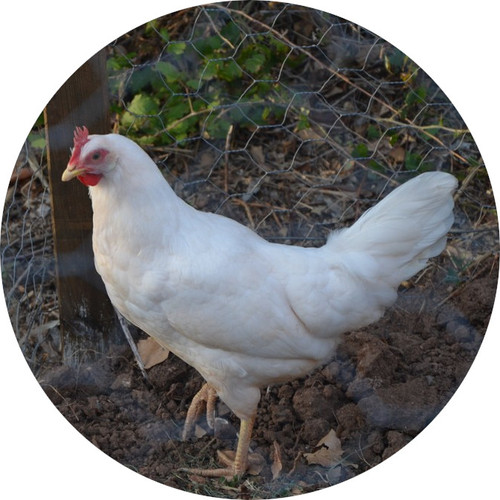 Poule Azur | Elevage_père_Picaud