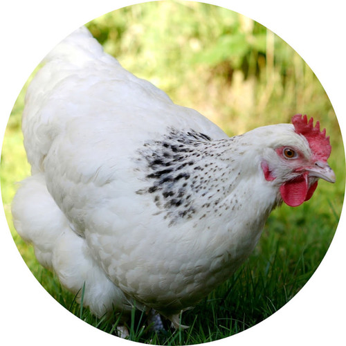 Poule Sussex | Elevage_père_Picaud