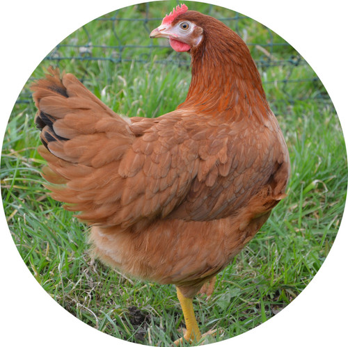 Poule Rouge | Elevage_père_Picaud