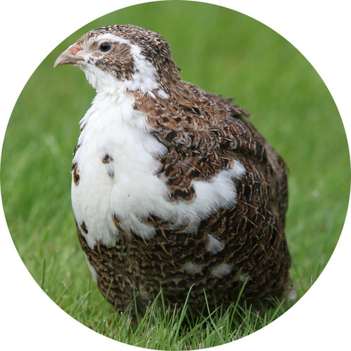 Cailles | Elevage_père_Picaud