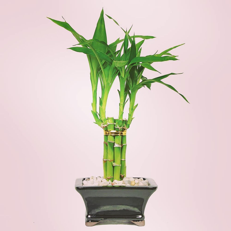 Cute Small Houseplants Perfect For Tiny Spaces
