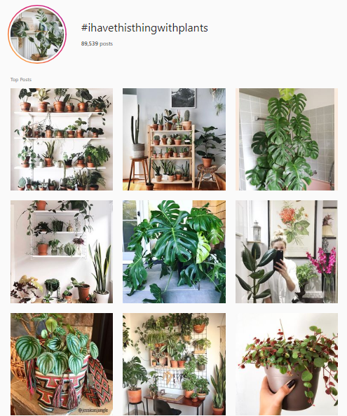 Top 20 Instagram Hashtags For Houseplants Lovers