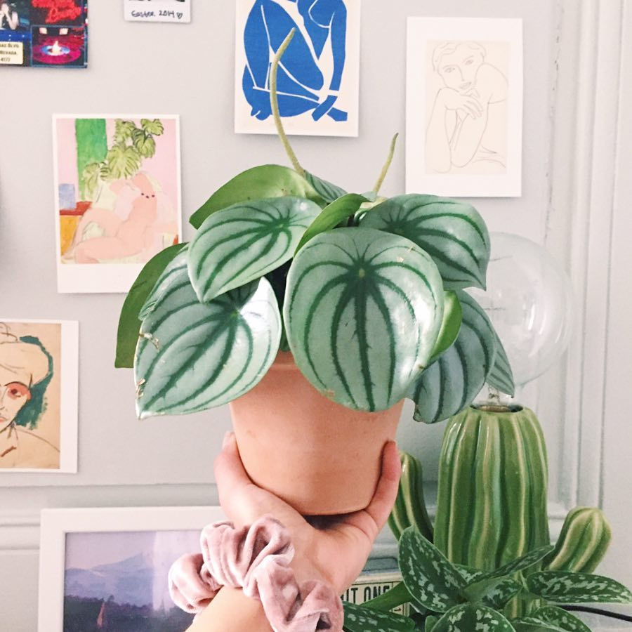 Cute Small Houseplants Perfect For Tiny Spaces