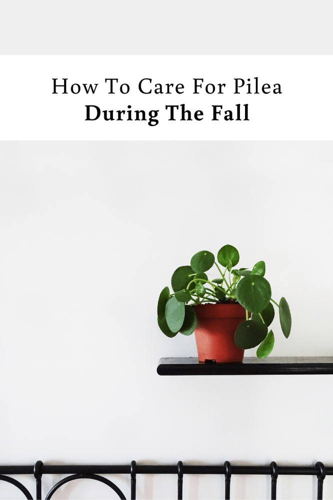 How To Care For Your Pilea During The Fall