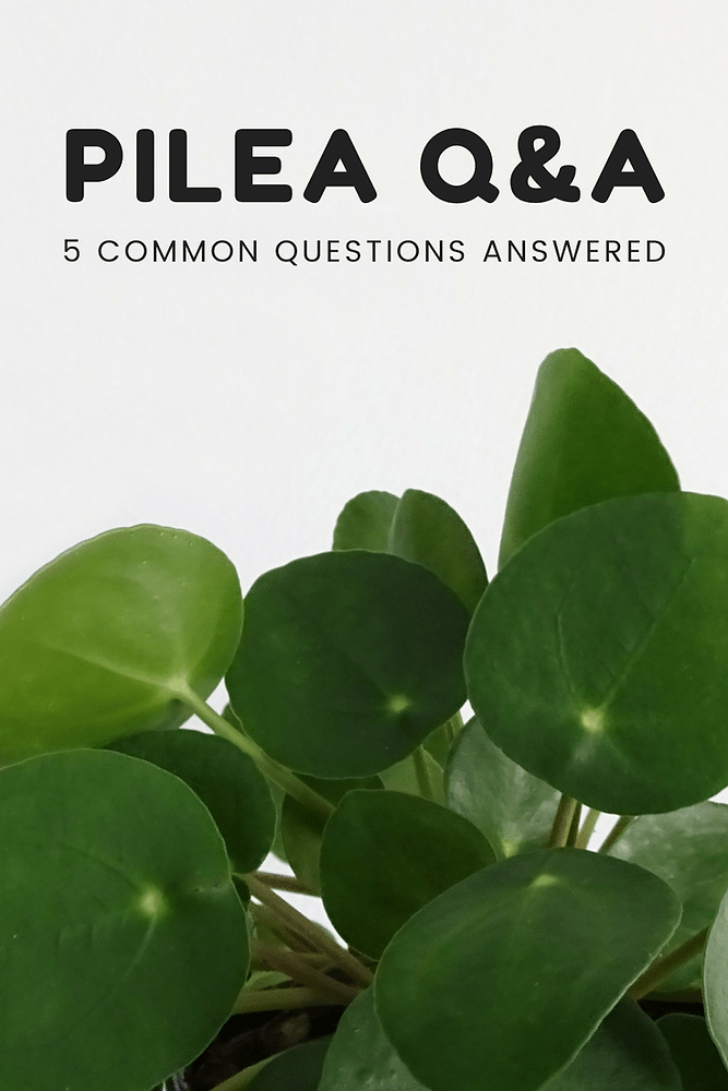 Pilea Q&A: 5 Common Questions Answered