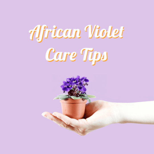 Pests and Diseases that Affect African Violets
