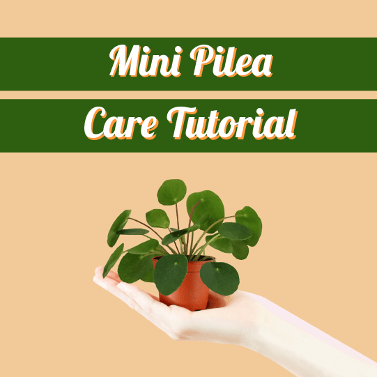 Mini Tradescantia Care Tutorial