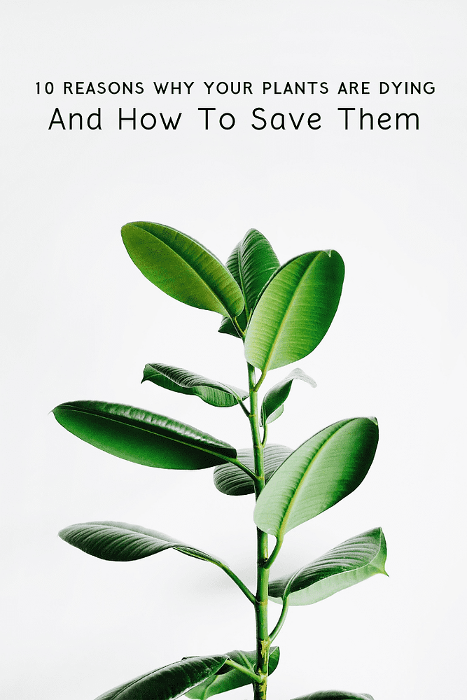 10 Reasons Why Your Plants Are Dying And How To Save Them