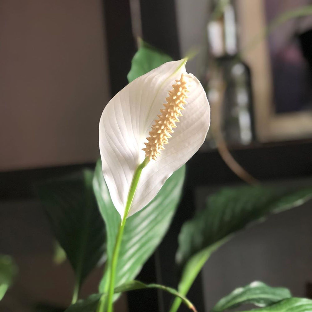 Best Mood-Boosting Plants