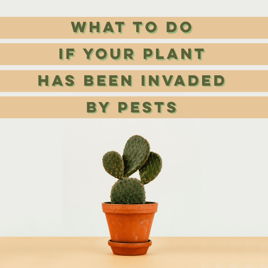 Pests and Diseases that Affect African Violets