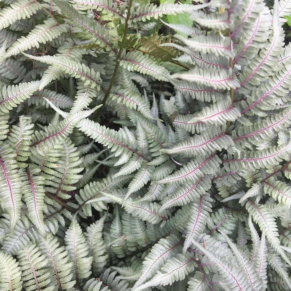 Beautiful Ferns You Can Grow In Your House