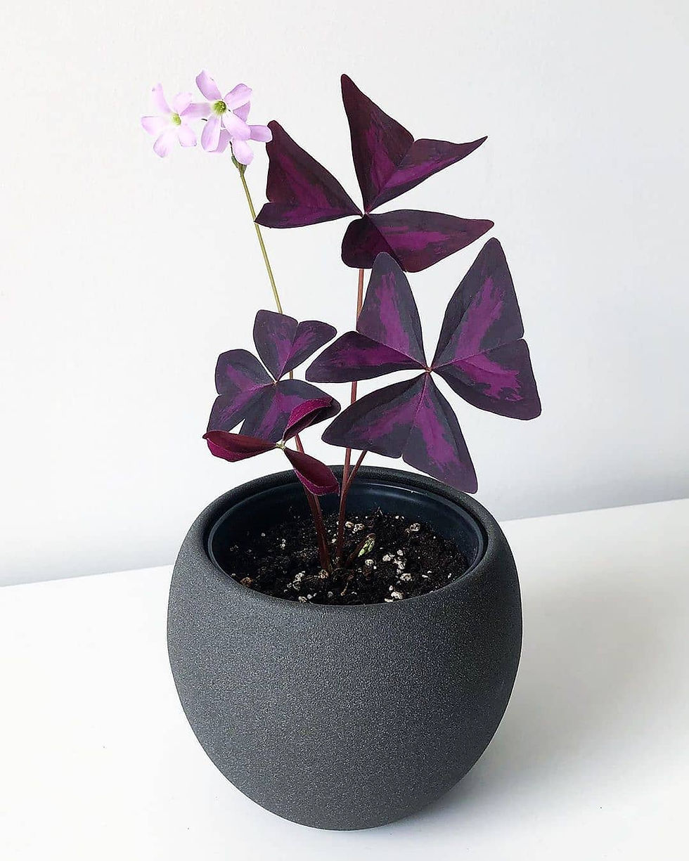 Cute Small Houseplants Perfect For Tiny Spaces