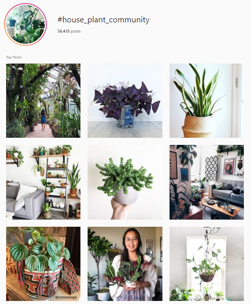 Top 20 Instagram Hashtags For Houseplants Lovers