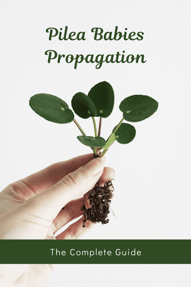 Pilea Peperomioides Babies Propagation: The Complete Guide