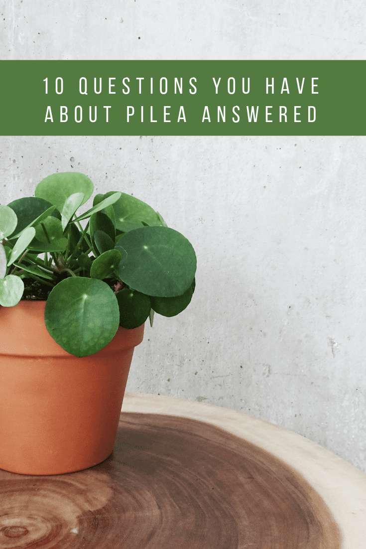 10 Questions You Have About Pilea Answered