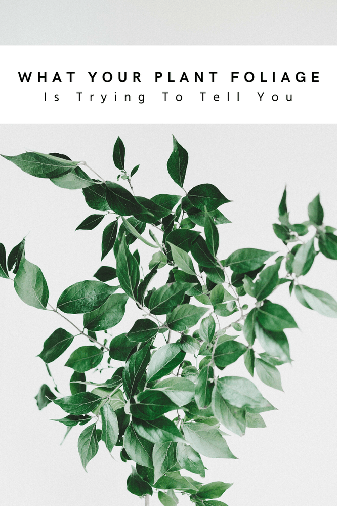 Reading The Leaves: What Your Plant’s Foliage Is Trying to Tell You