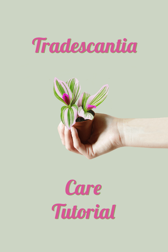 Mini Tradescantia Care Tutorial