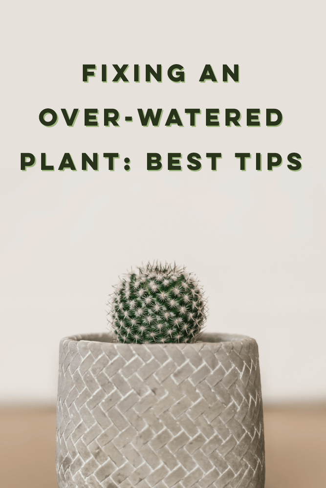 Fixing An Over-Watered Plant: A Step-By-Step Guide