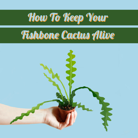 Mini Tradescantia Care Tutorial