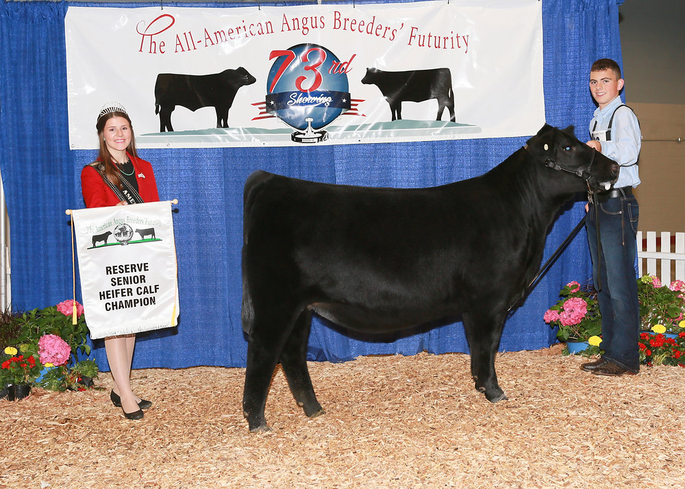 All-American Angus Breeder's Futurity: ROV Show