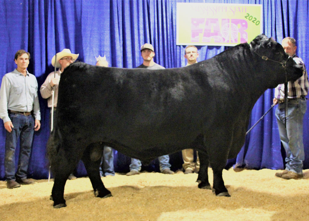 Wilson Cattle Company Wins Big at Mississippi Angus Preview Show