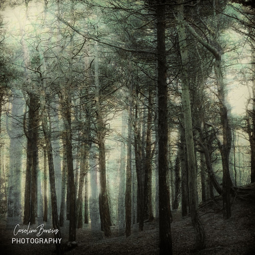 Formby Woodland (Fine Art Print) | CarolineBenzies2020
