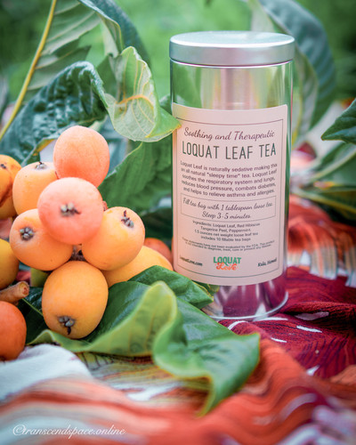 LOQUAT LEAF TEA | Plant Medicine