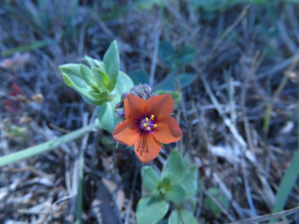 A Humble Wayside Flower