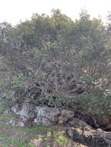 Mystery of the White Milkwood